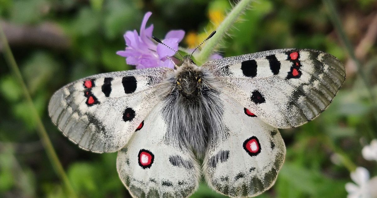 Alpine POLLinator Observatory