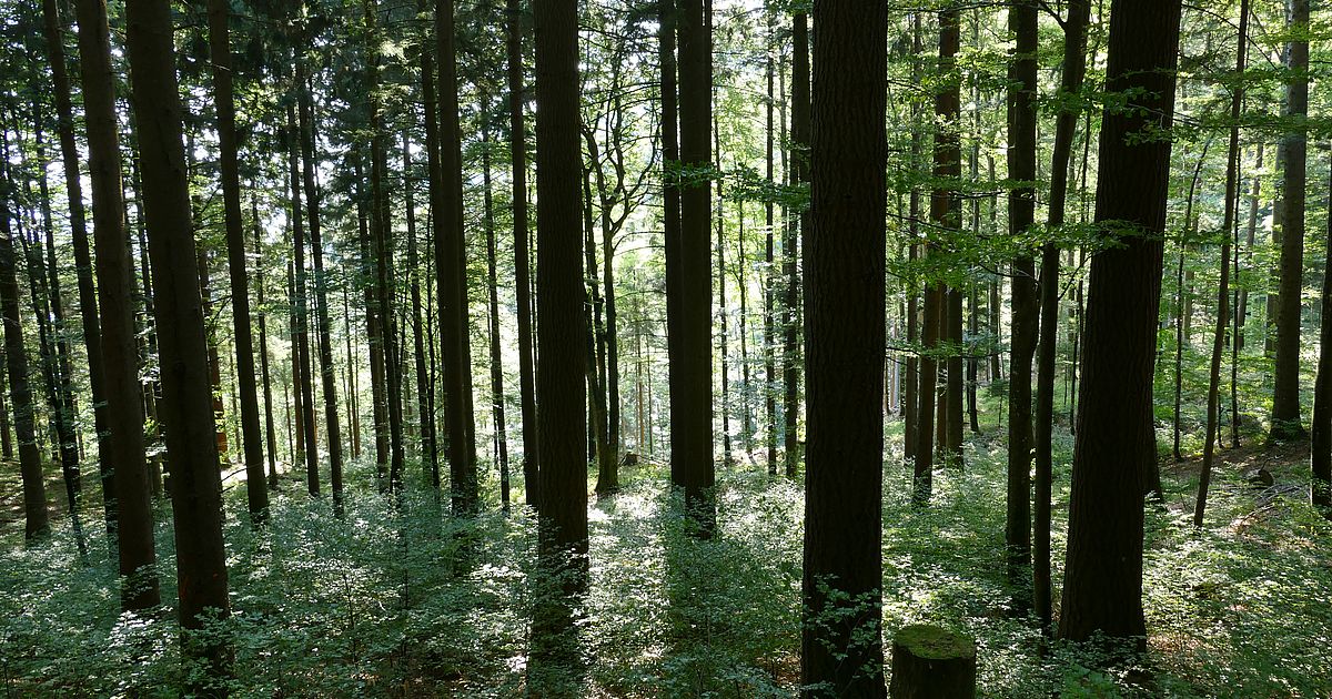 How non-native tree species affect biodiversity