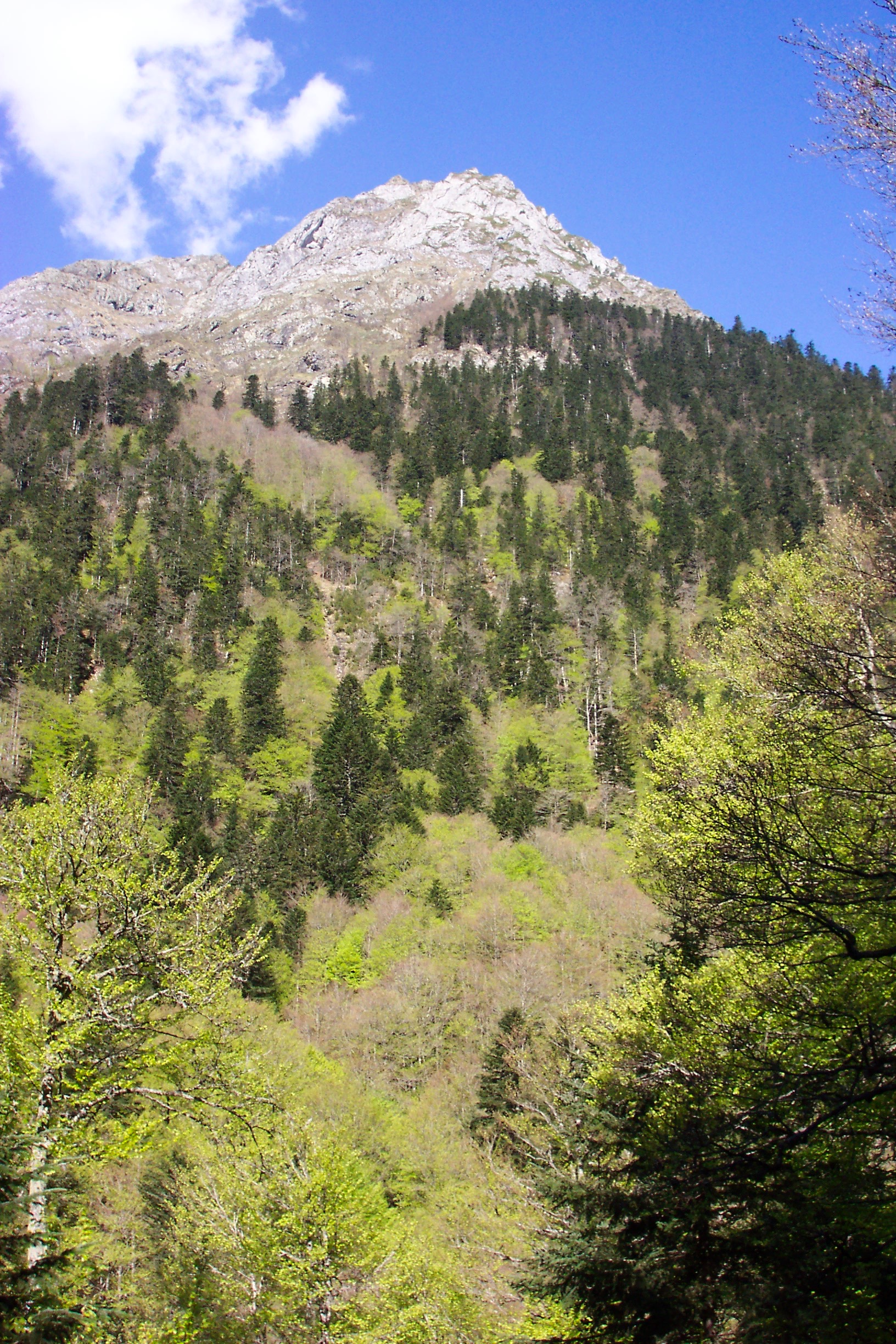 Blattaustrieb in Berg und Tal näher beieinander