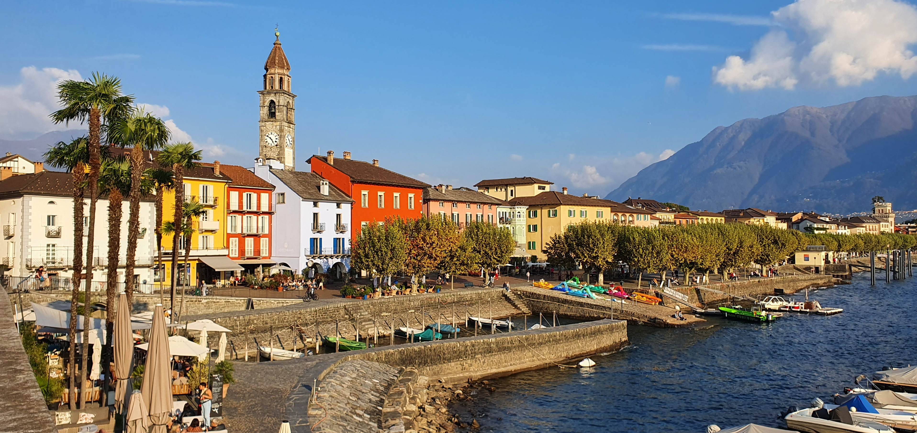 The "Ticino Palm" - an inconvenient beauty under scrutiny