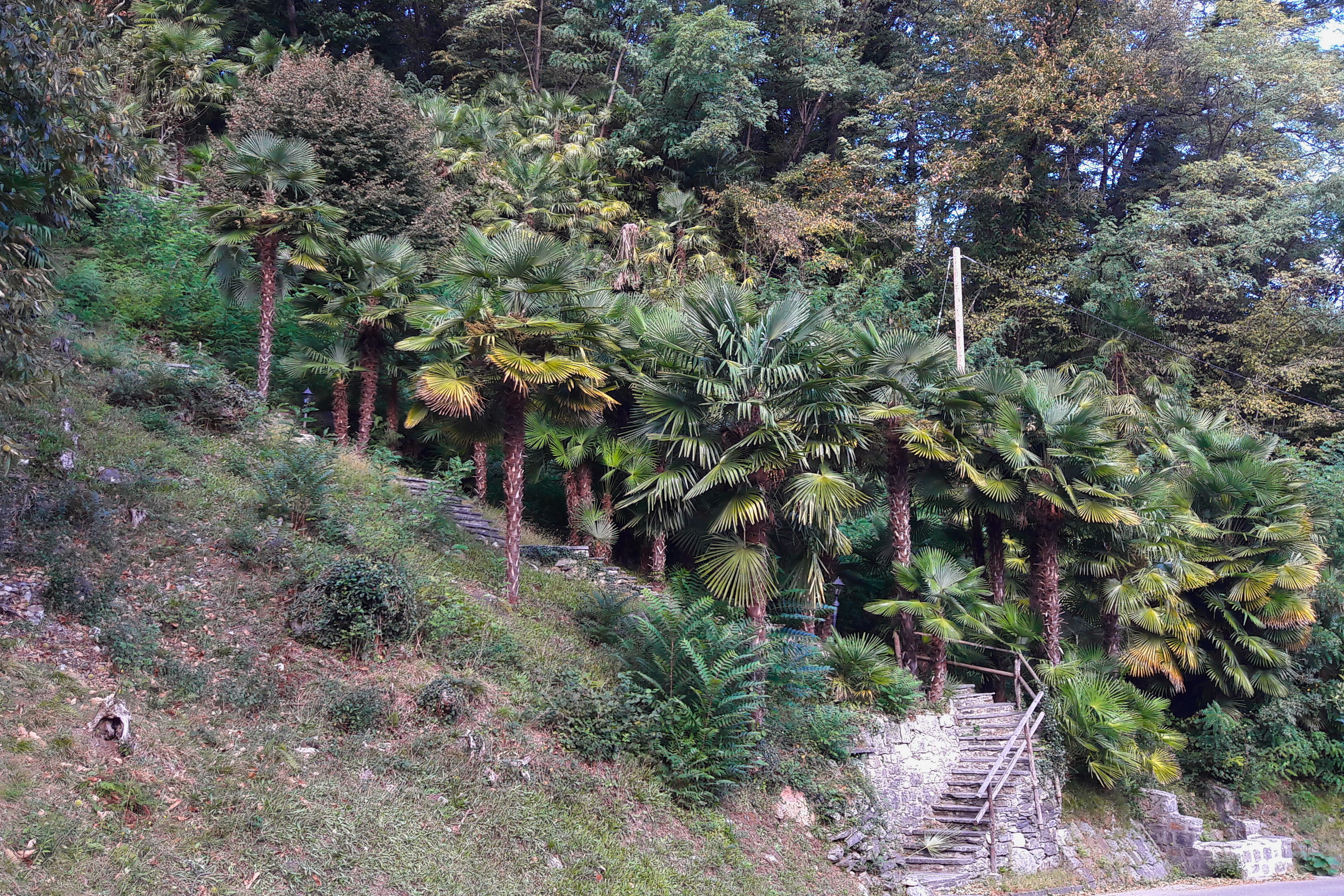 The "Ticino Palm" - an inconvenient beauty under scrutiny