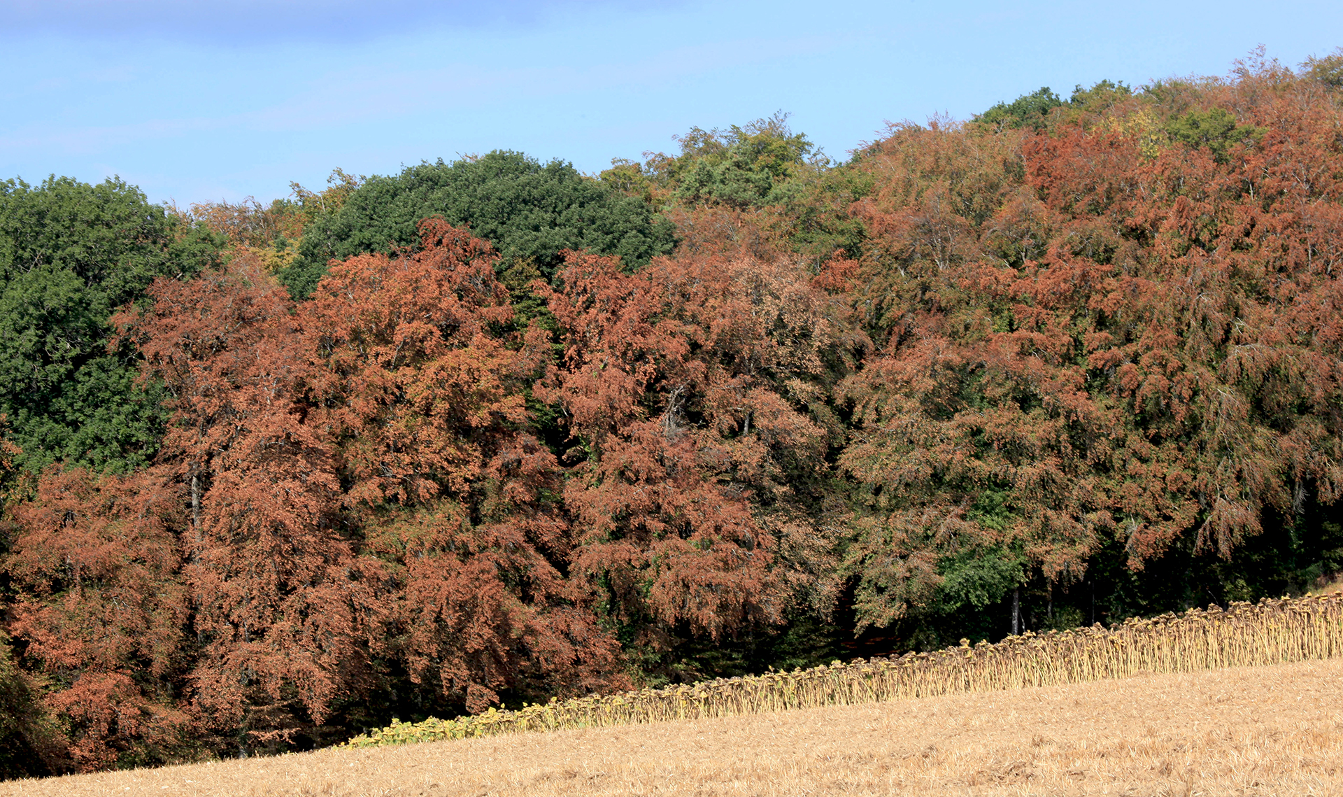 Which tree species can grow where? Find out with WSL's new online maps